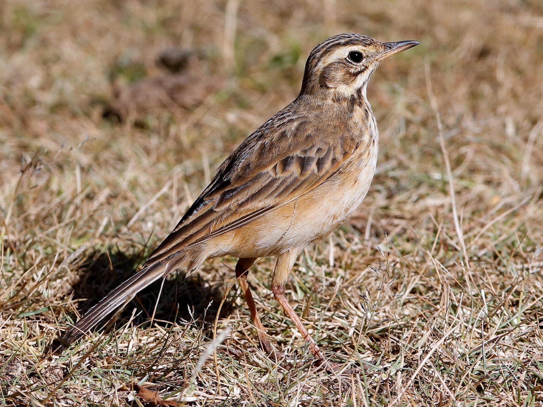 African Pipit - eBird