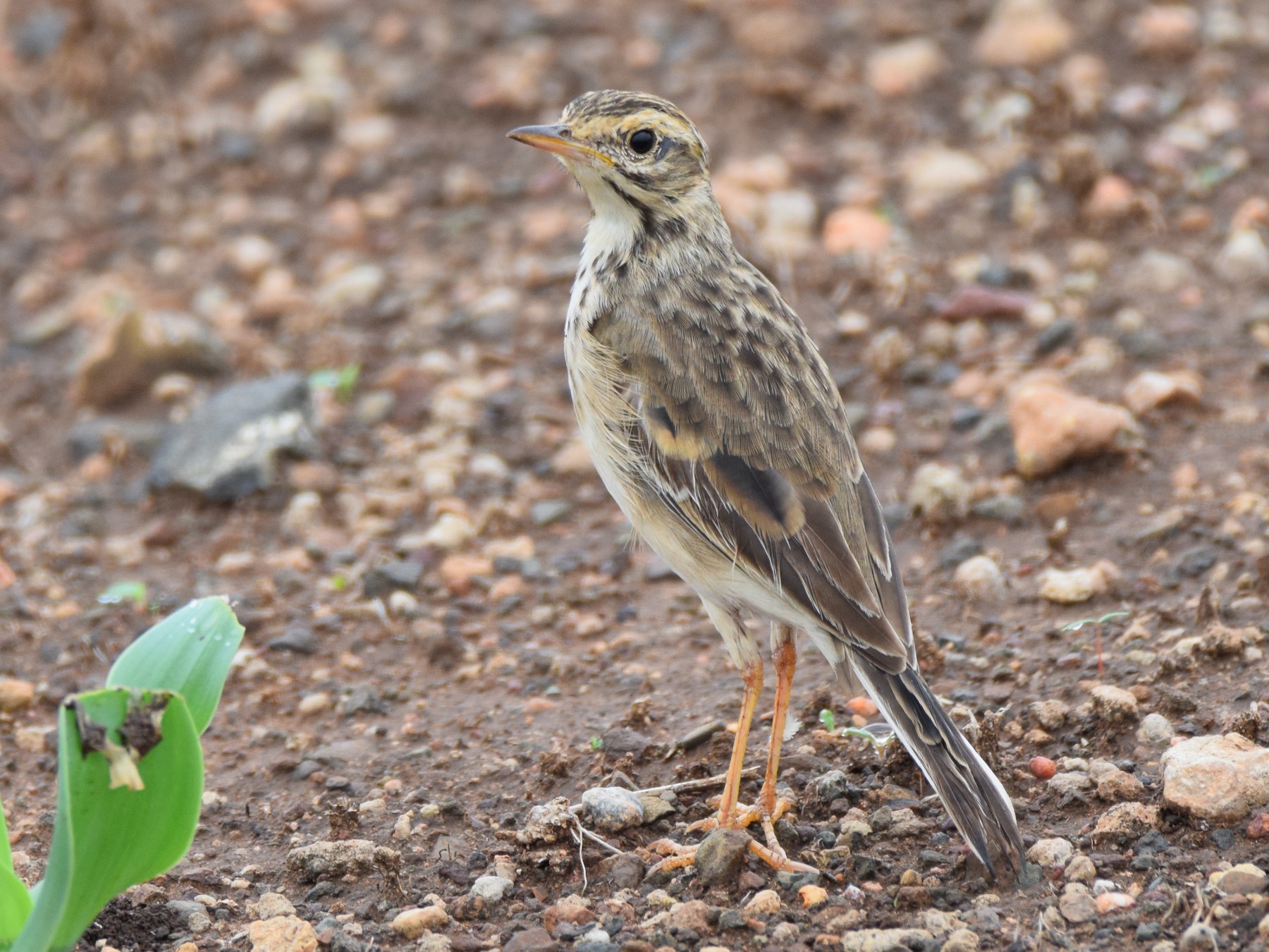 African Pipit - eBird