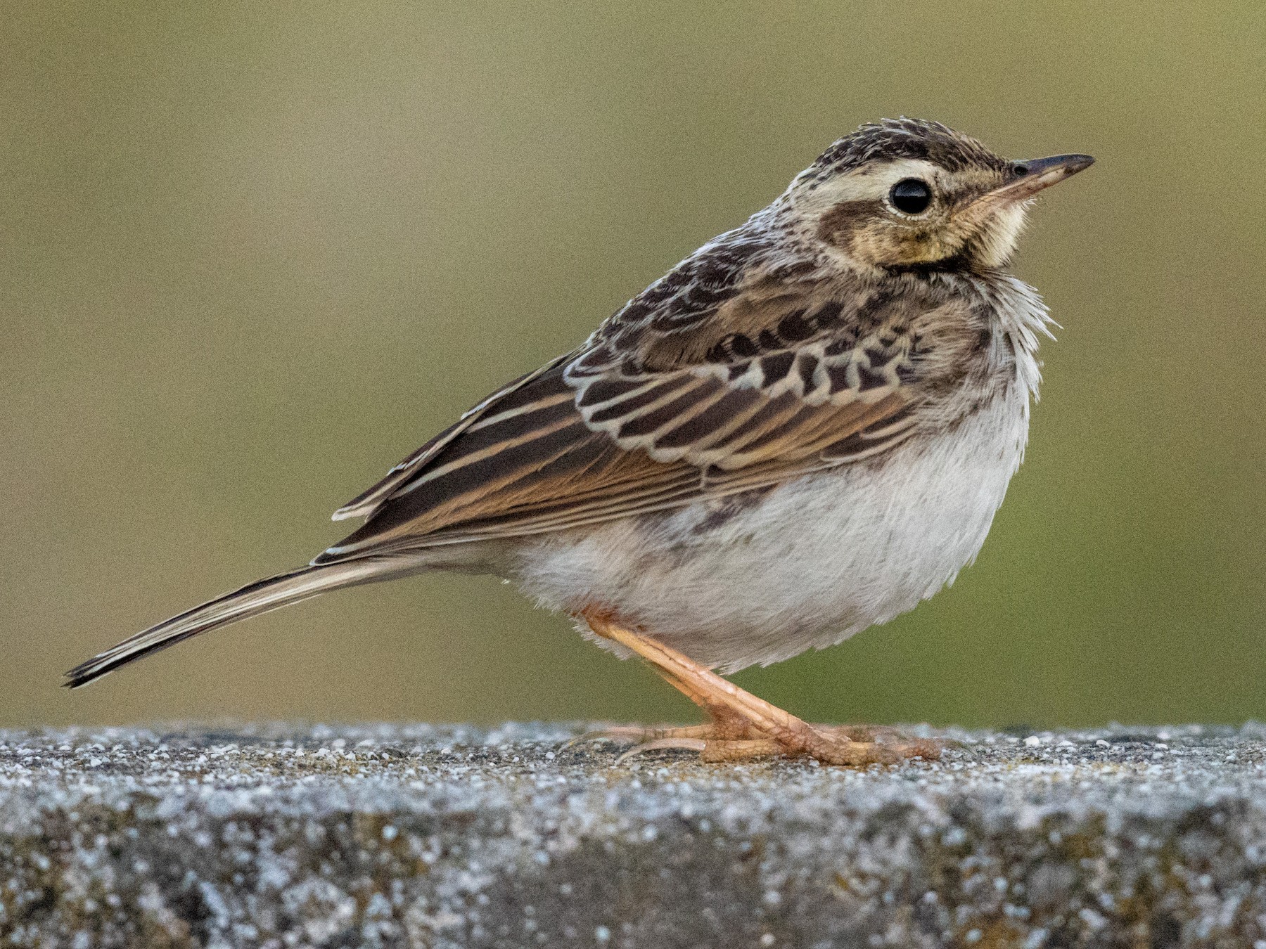 African Pipit - eBird