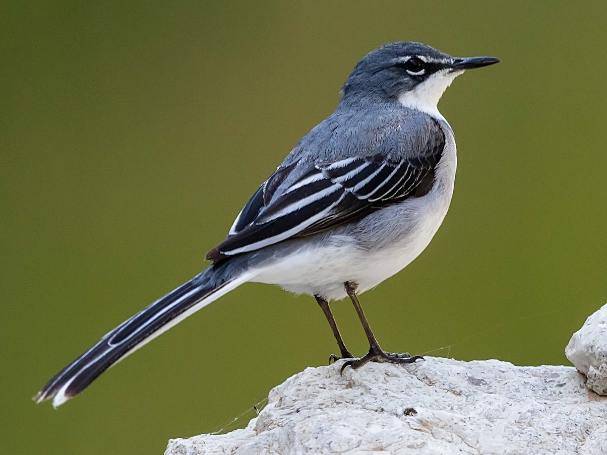 Mountain Wagtail - eBird