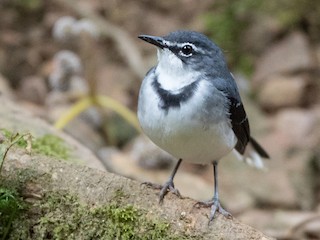 Mountain Wagtail - eBird