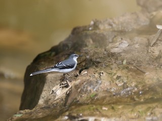 Mountain Wagtail - eBird