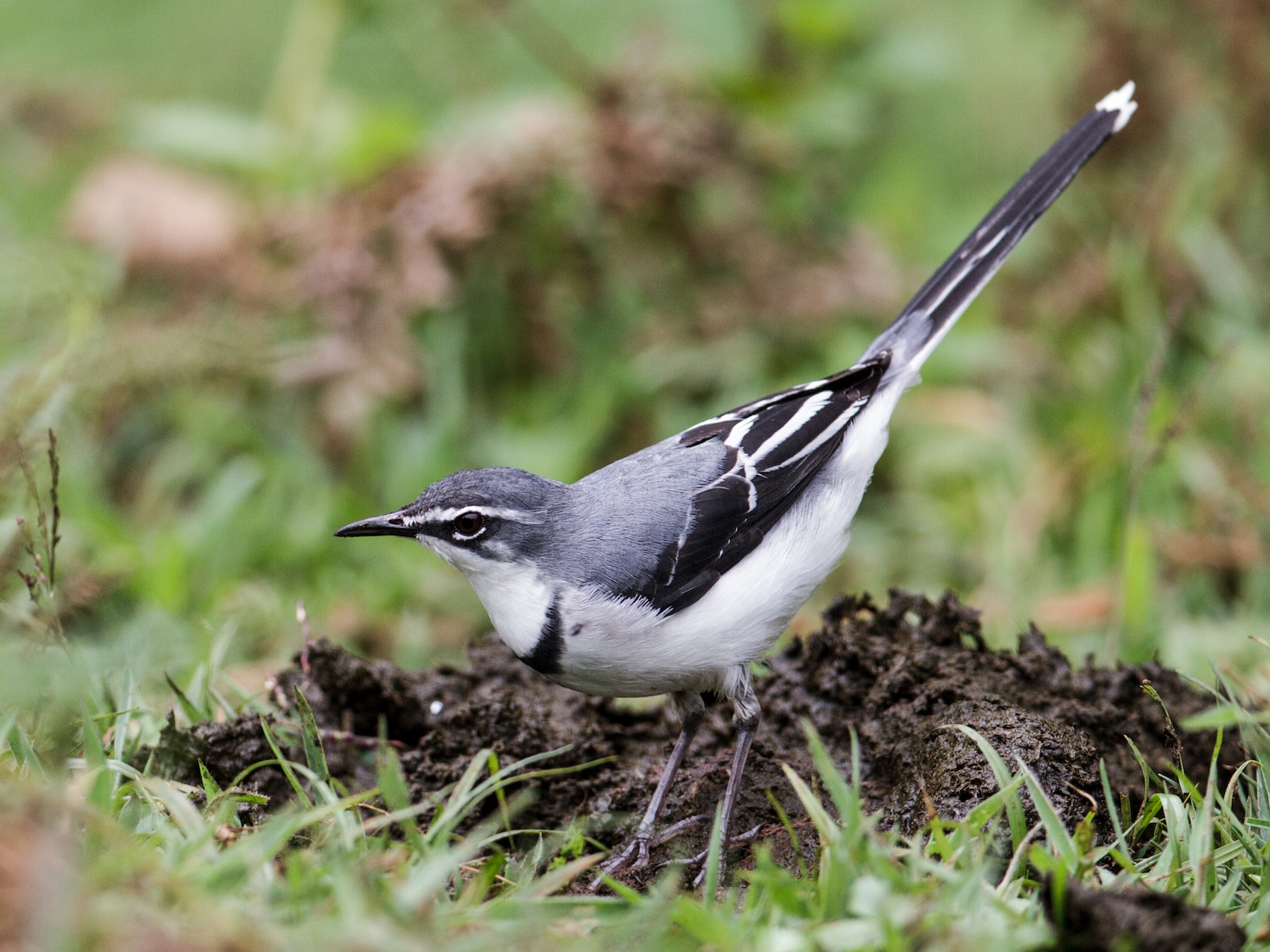 Bergeronnette à longue queue - eBird