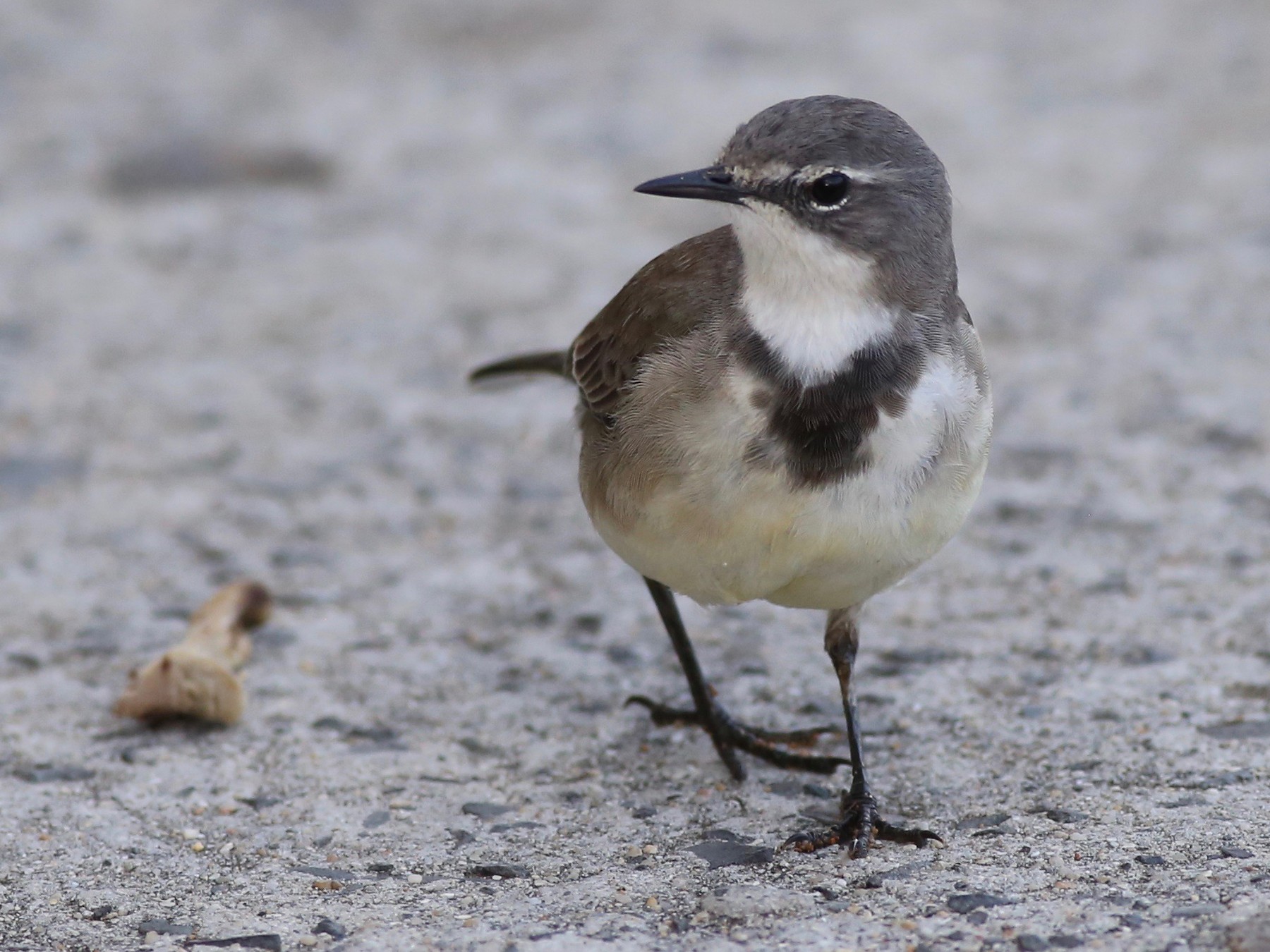 Cape Wagtail