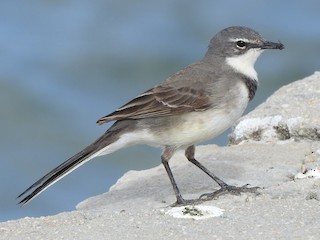 Cape Wagtail - eBird