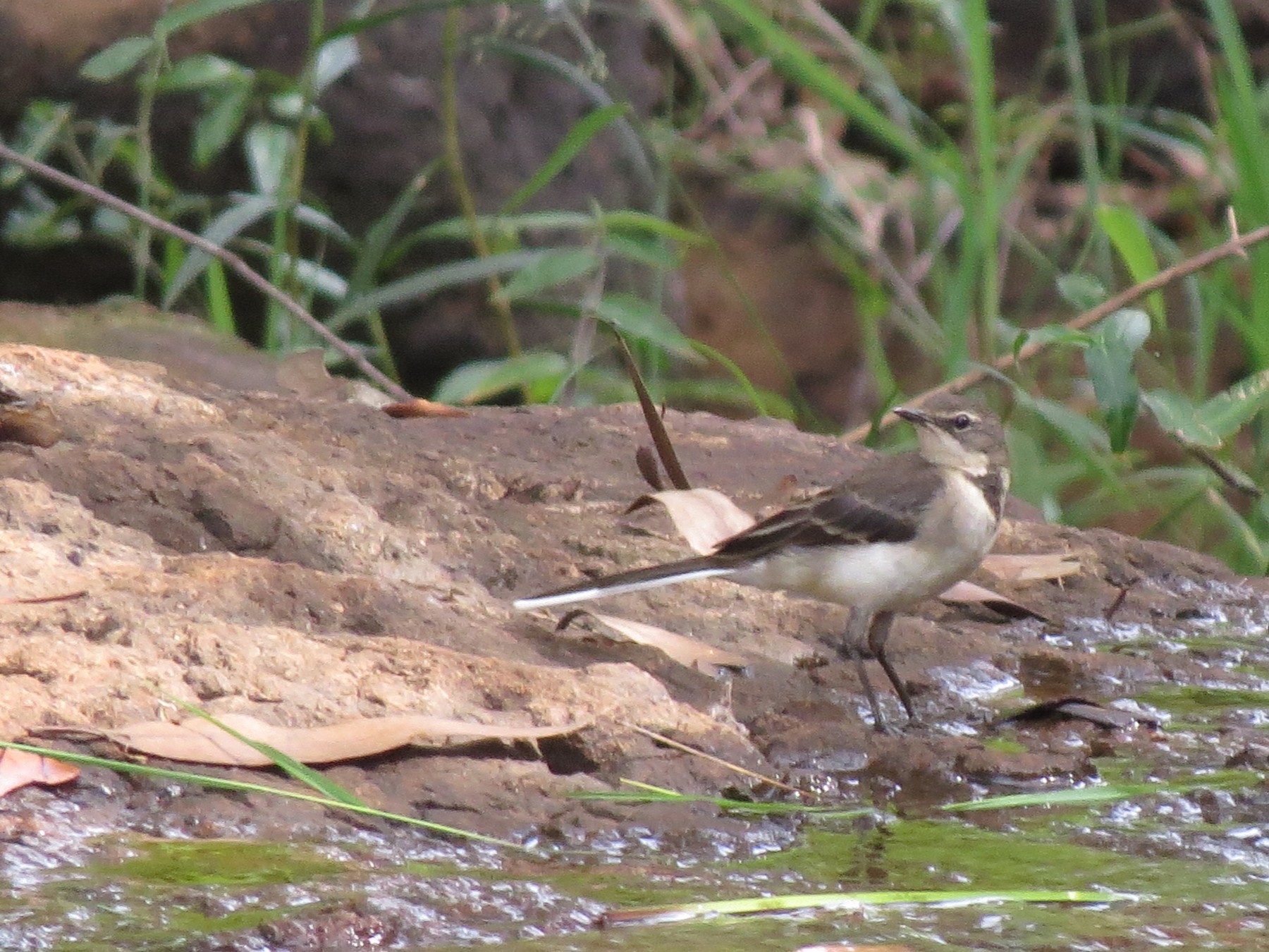 Cape Wagtail - eBird