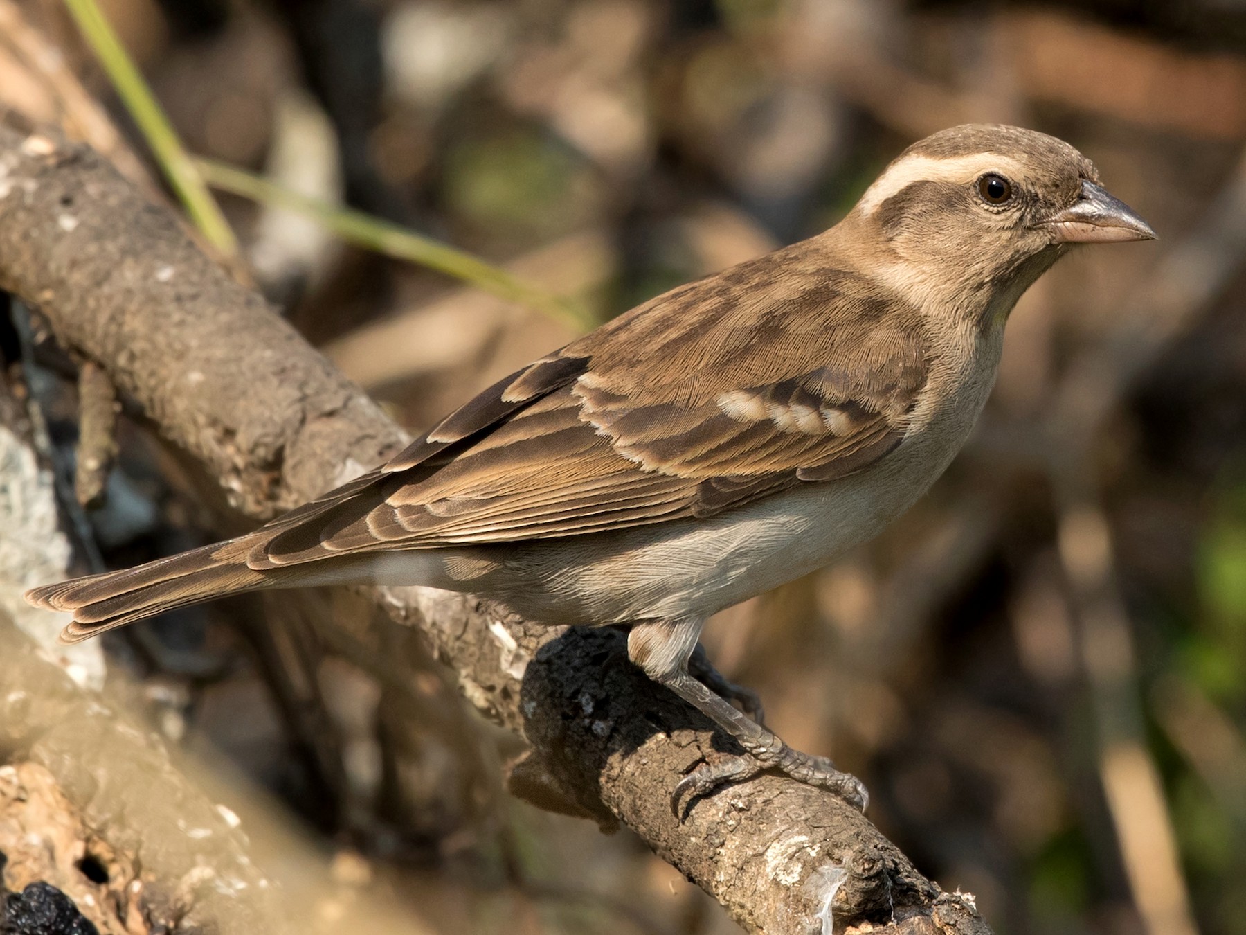 Yellow-throated Bush Sparrow - eBird