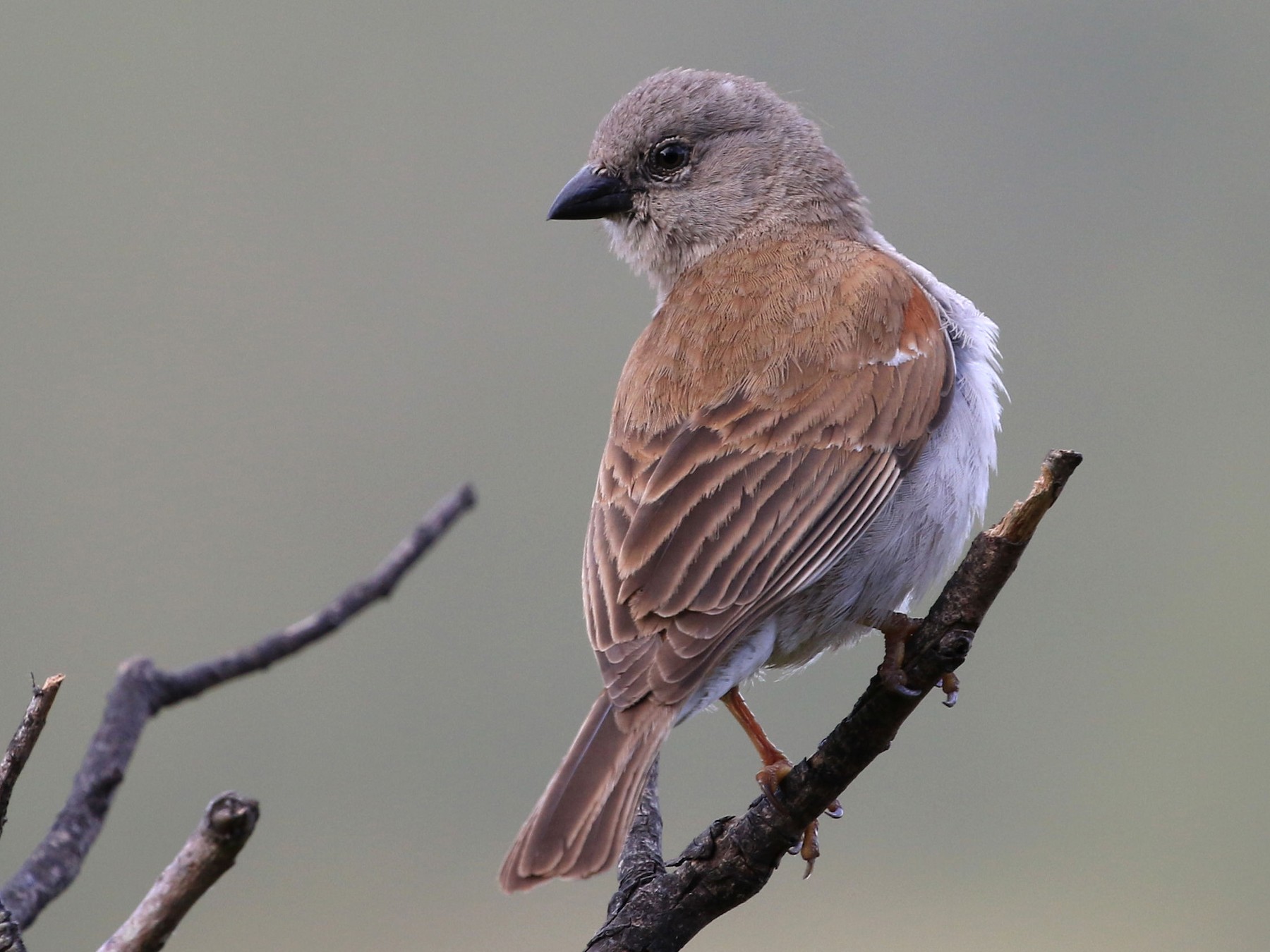 Southern Gray-headed Sparrow - eBird