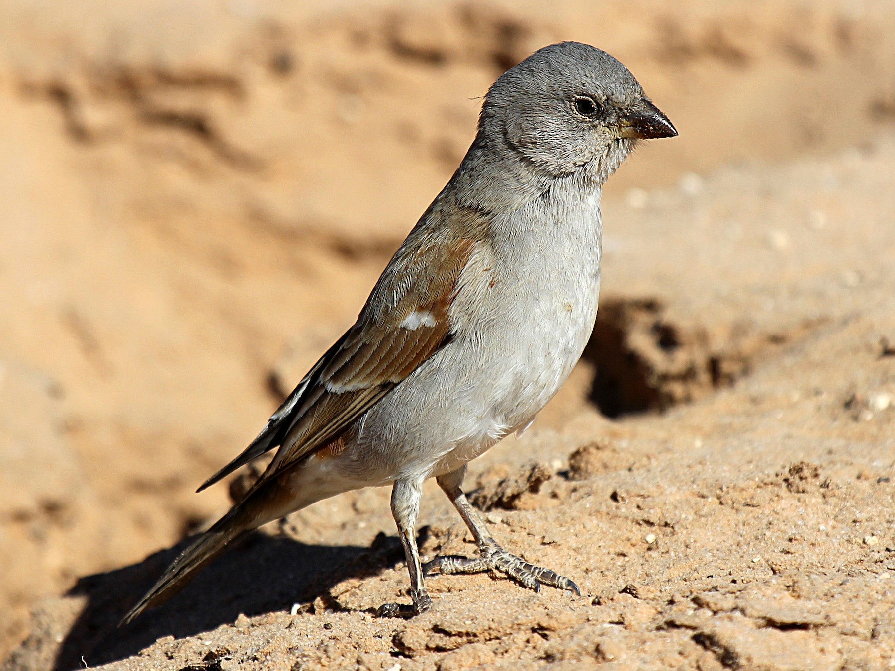 Southern Gray-headed Sparrow - eBird