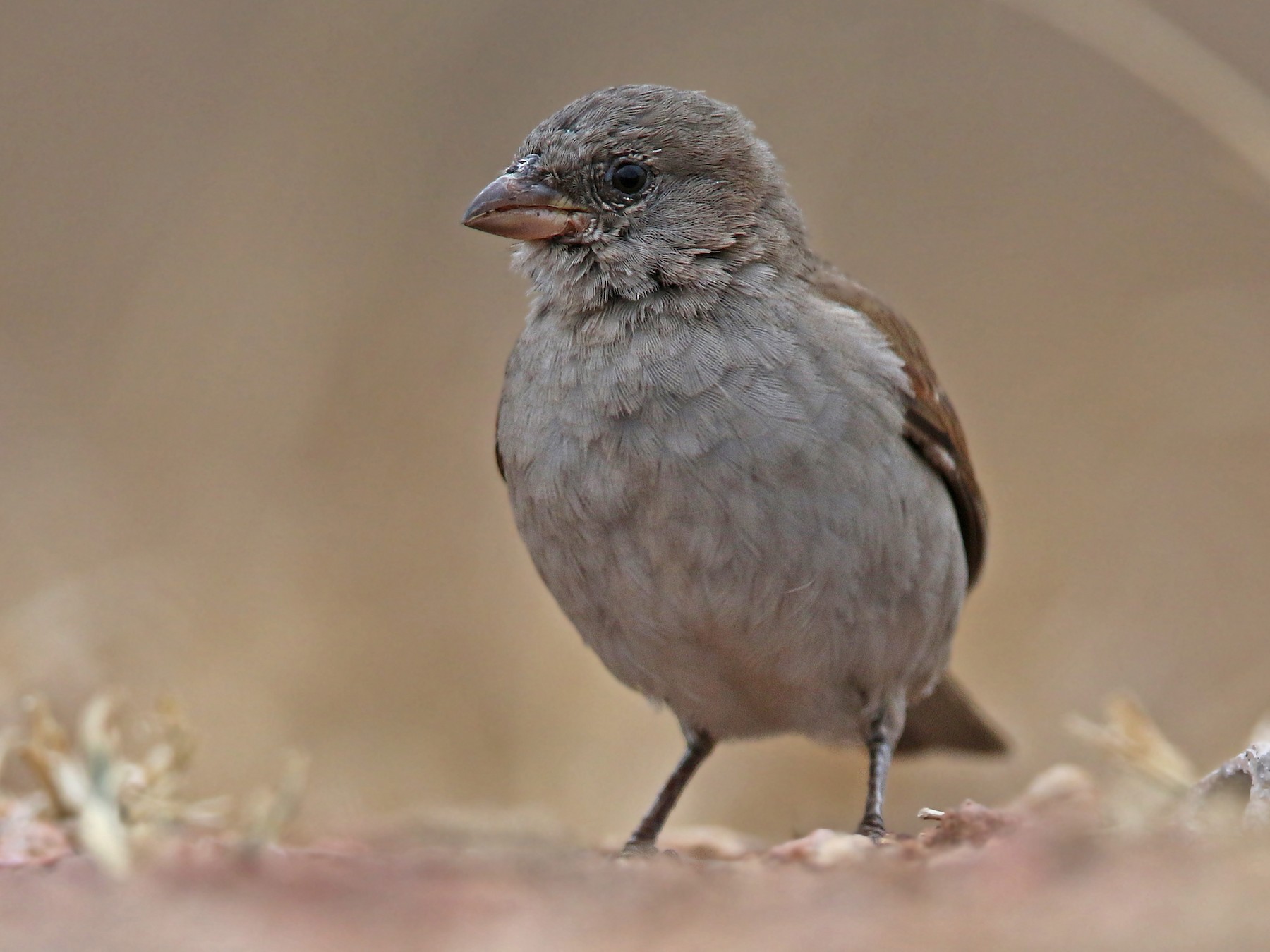 Southern Gray-headed Sparrow - eBird