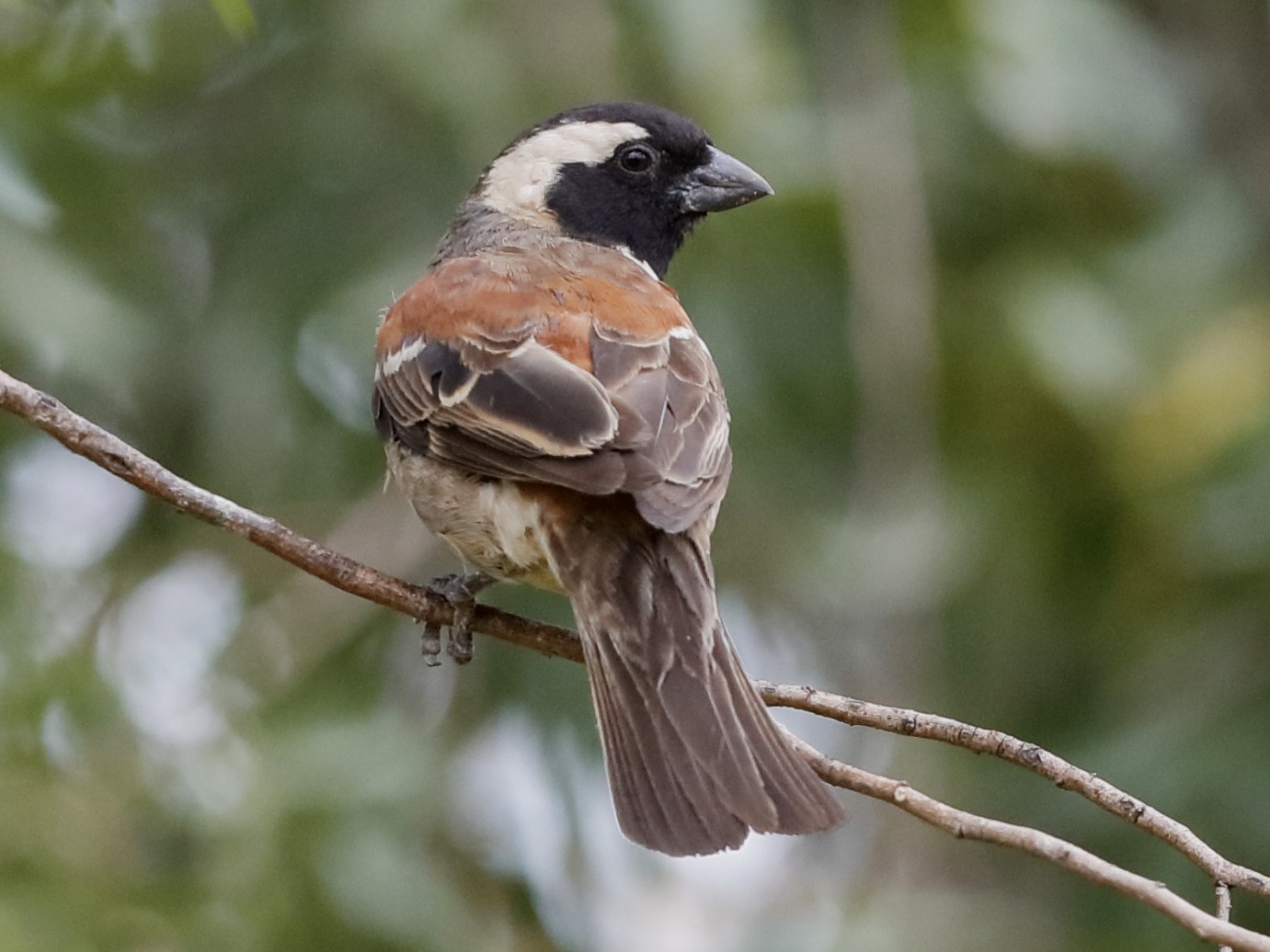 Cape Sparrow - eBird