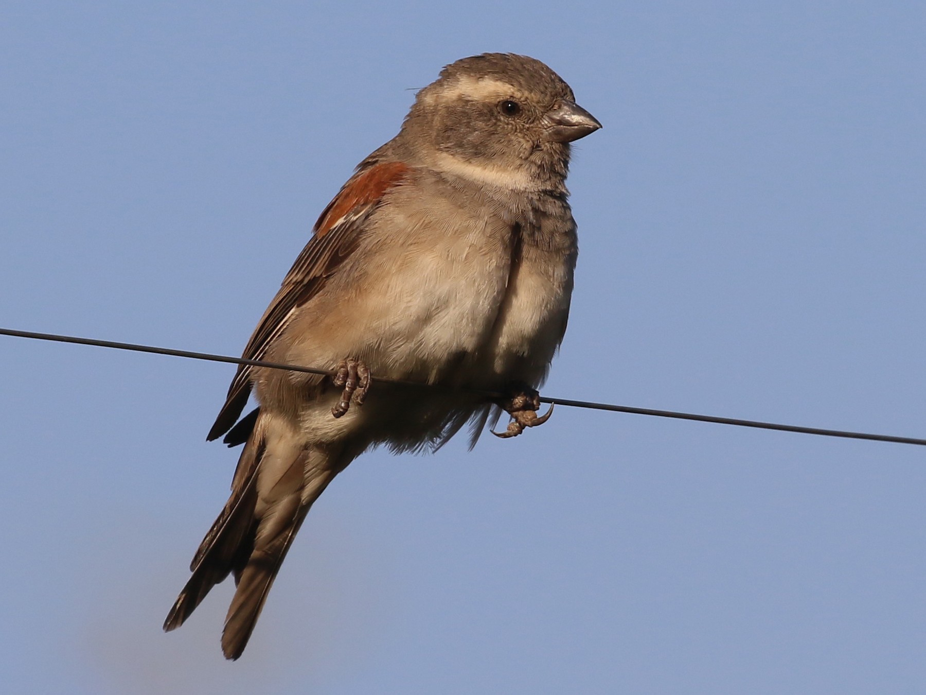 Female Sparrow