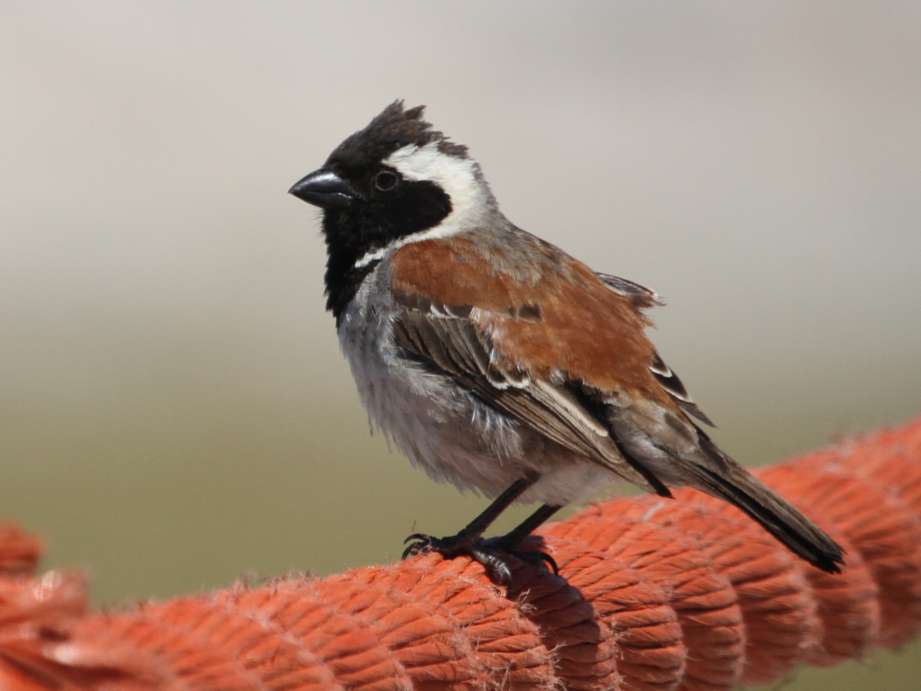 Cape Sparrow - eBird