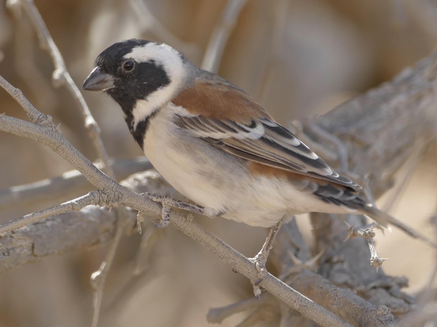 Cape Sparrow - eBird