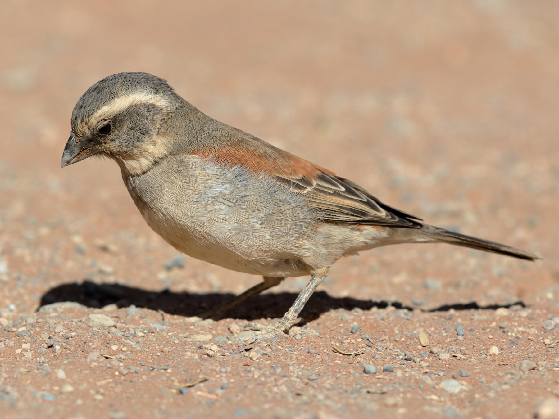 Female Sparrow