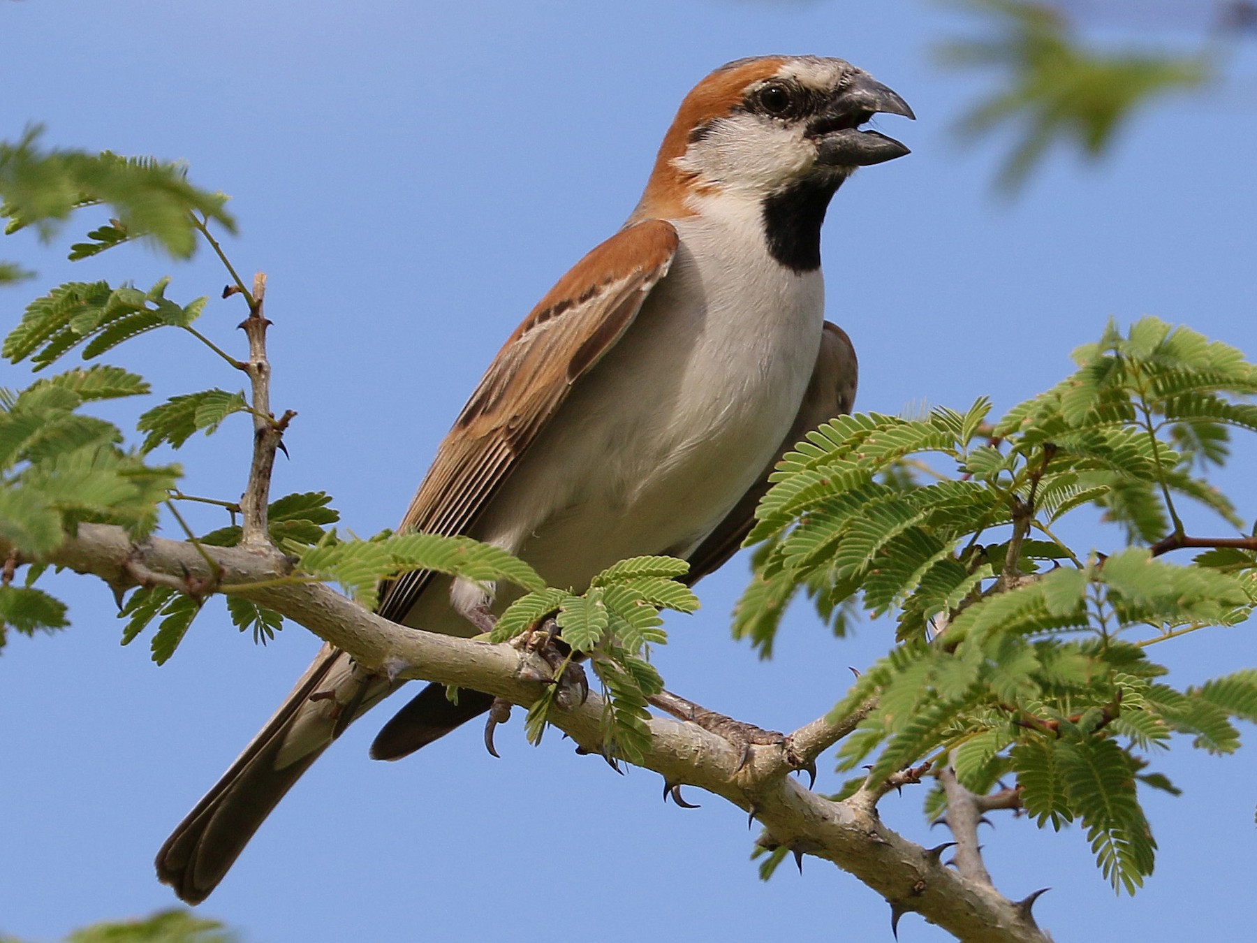 Great Rufous Sparrow - eBird