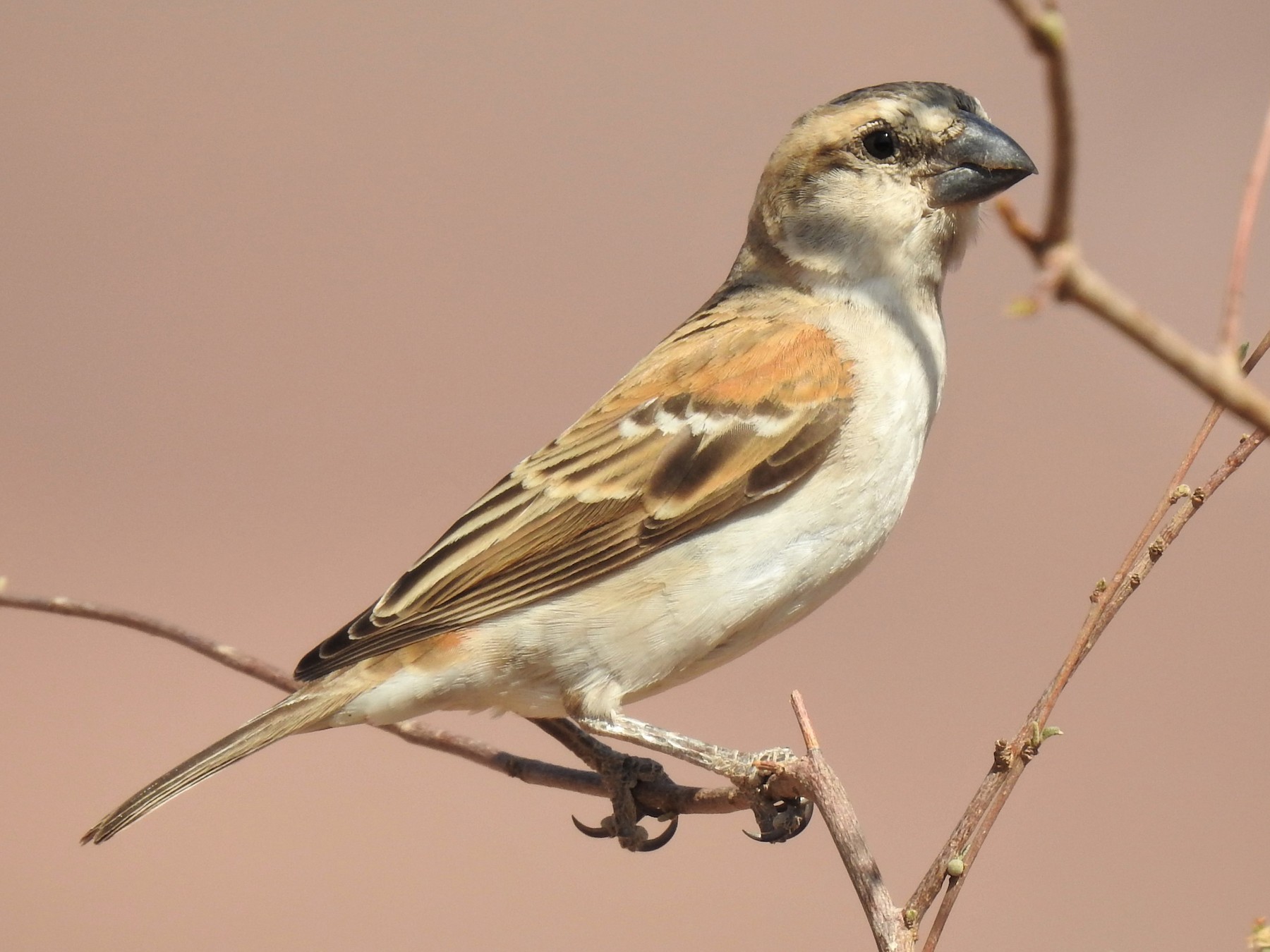 Great Rufous Sparrow - eBird