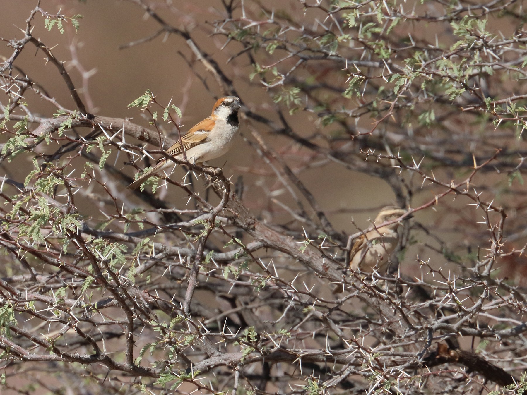 Great Rufous Sparrow - eBird