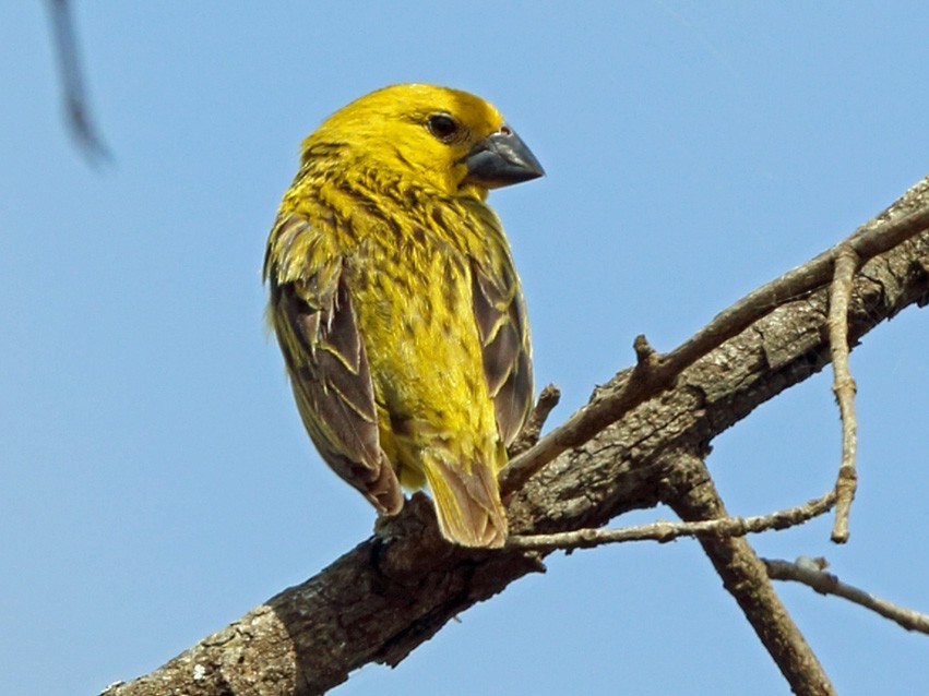 Cuckoo Finch - eBird