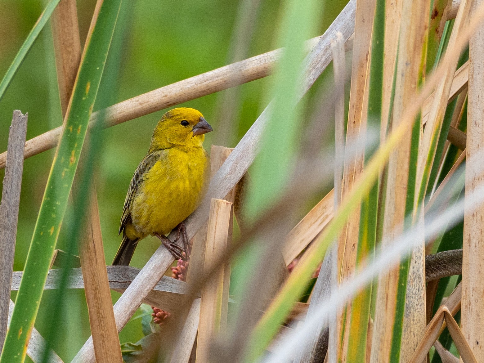 Cuckoo Finch - eBird