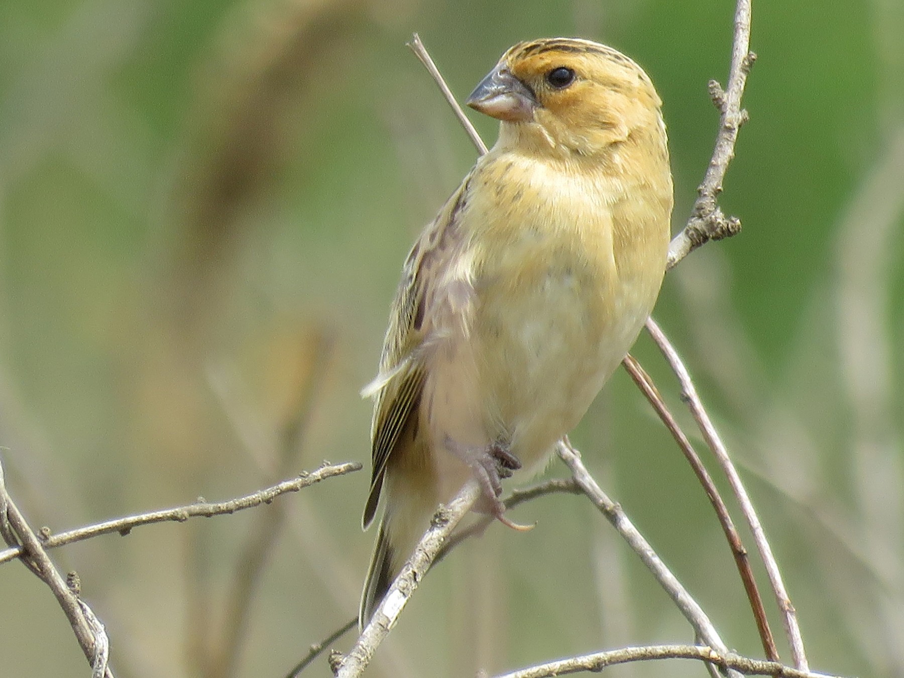 Parasitic Weaver - eBird