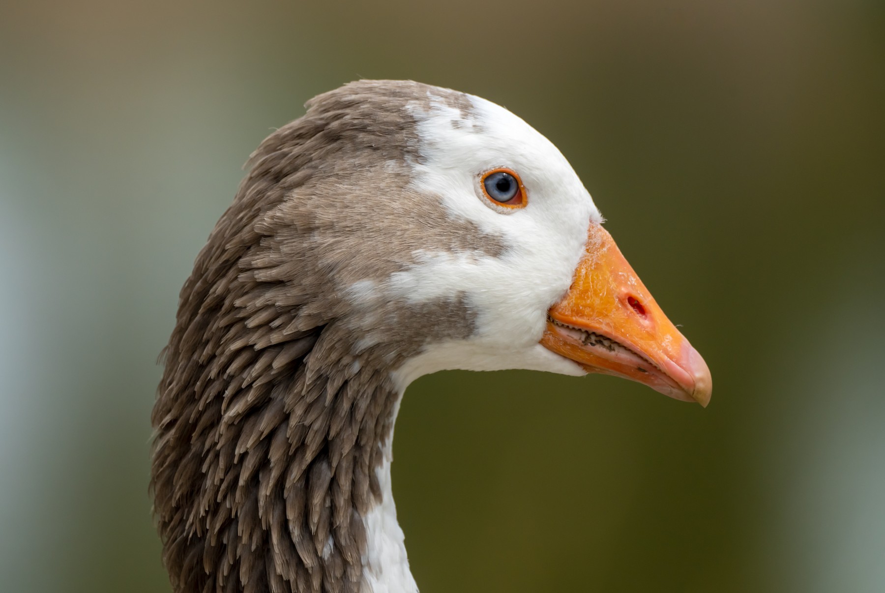 Domestic Goose | atelier-yuwa.ciao.jp