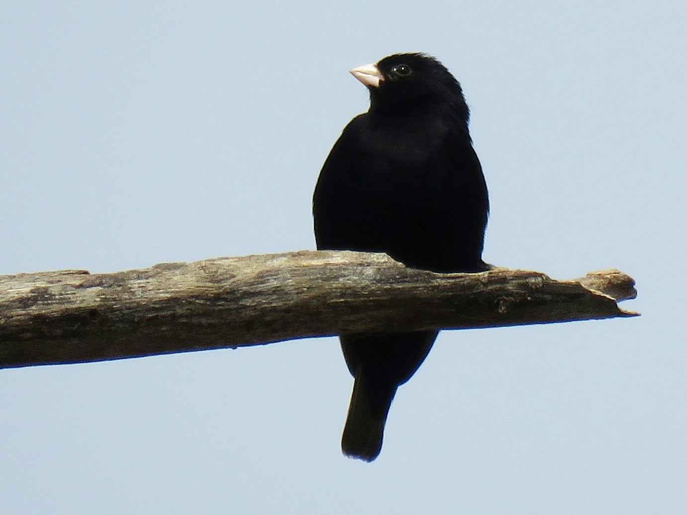 Purple Indigobird - eBird