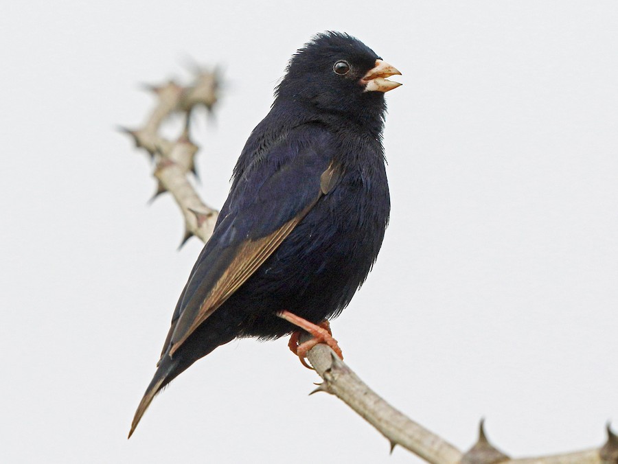 Variable Indigobird - eBird