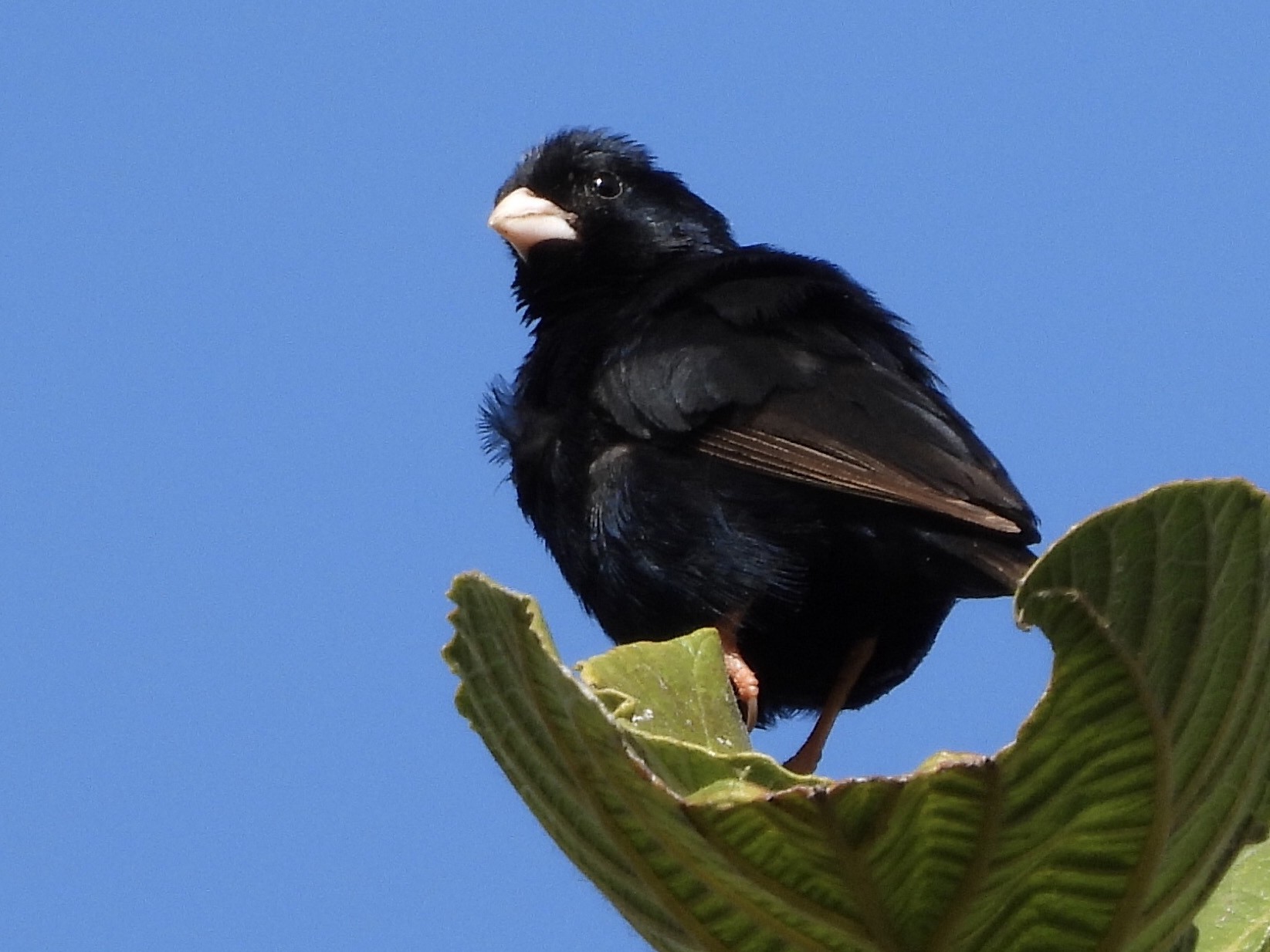 Variable Indigobird - eBird