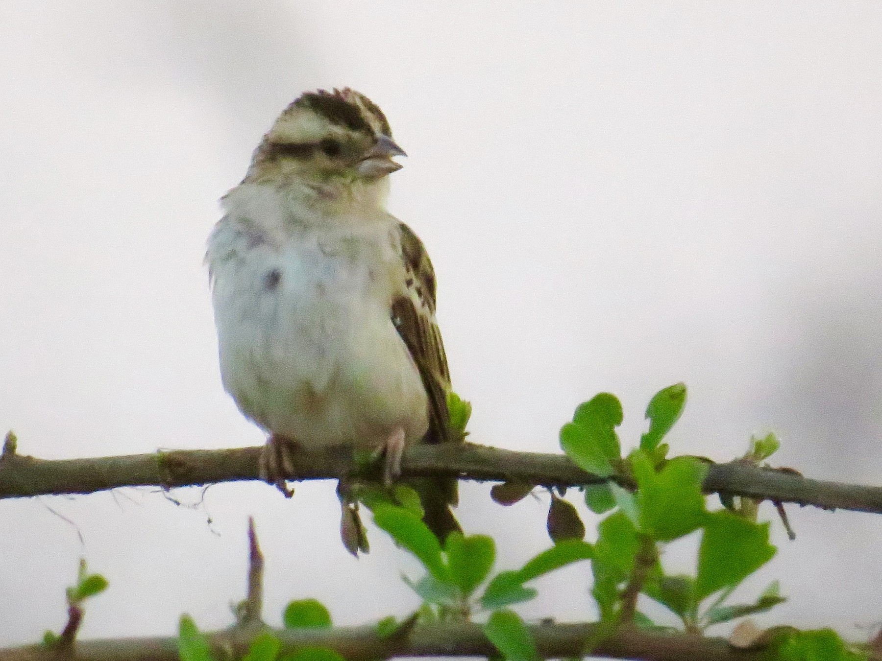 Variable Indigobird - eBird