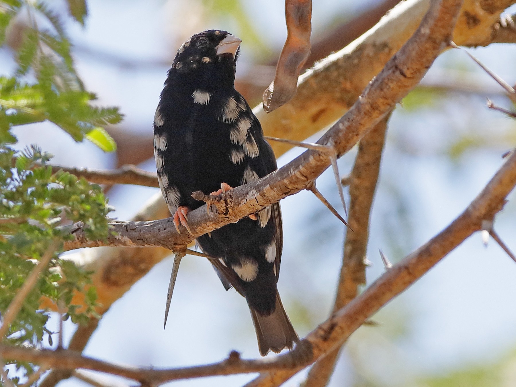 Variable Indigobird - eBird