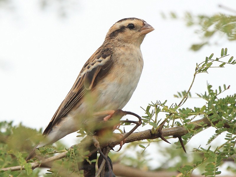 Village Indigobird - eBird