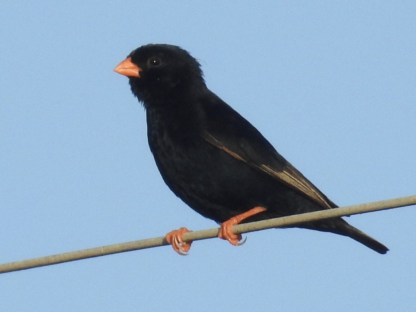 Village Indigobird - eBird