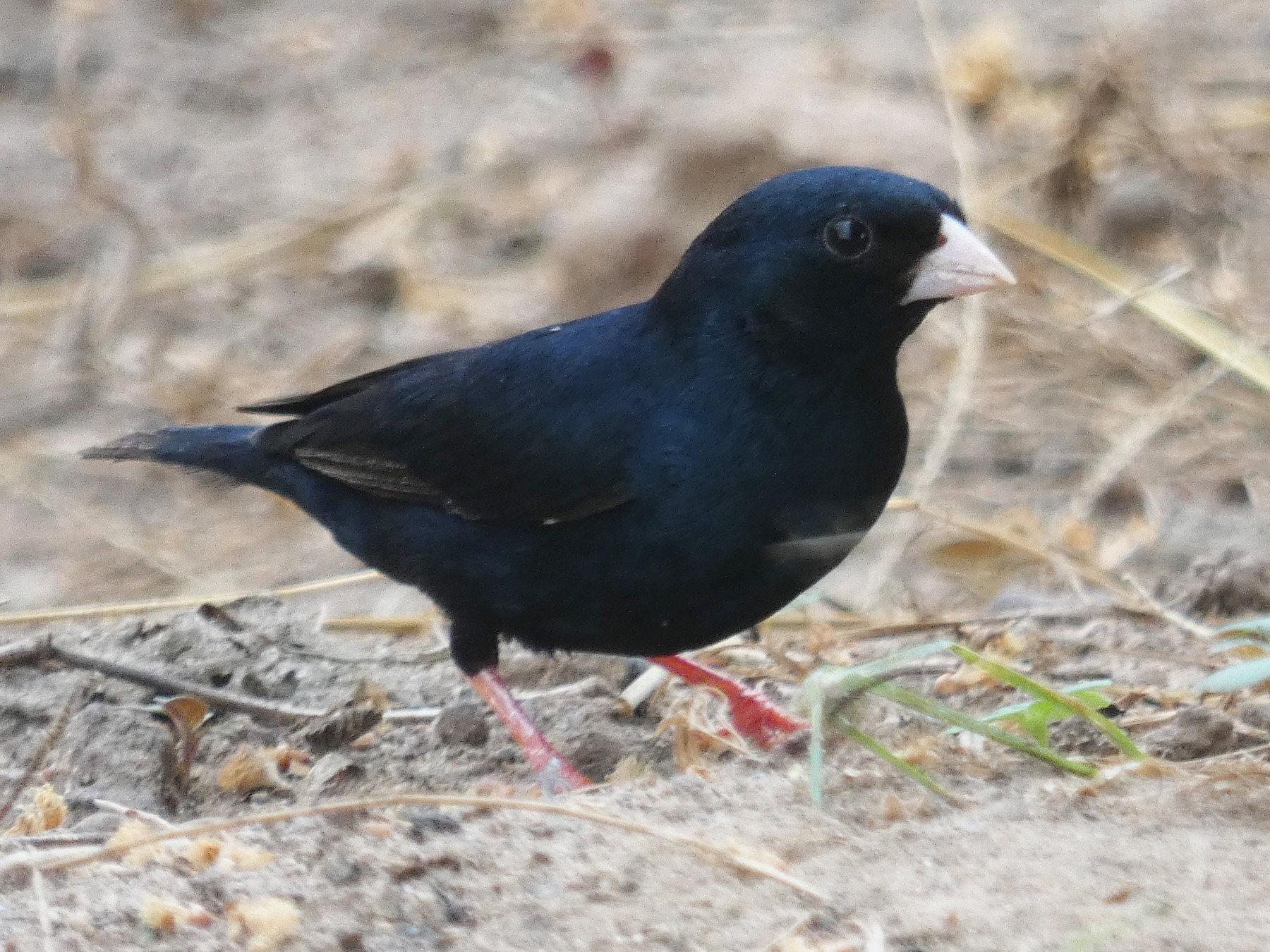 Village Indigobird - eBird