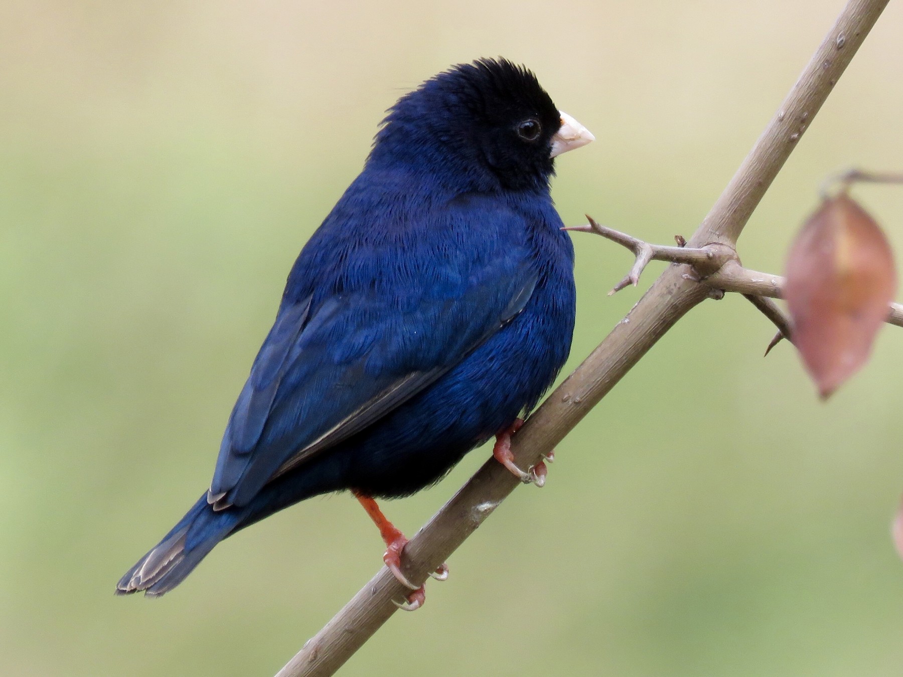 Village Indigobird - eBird