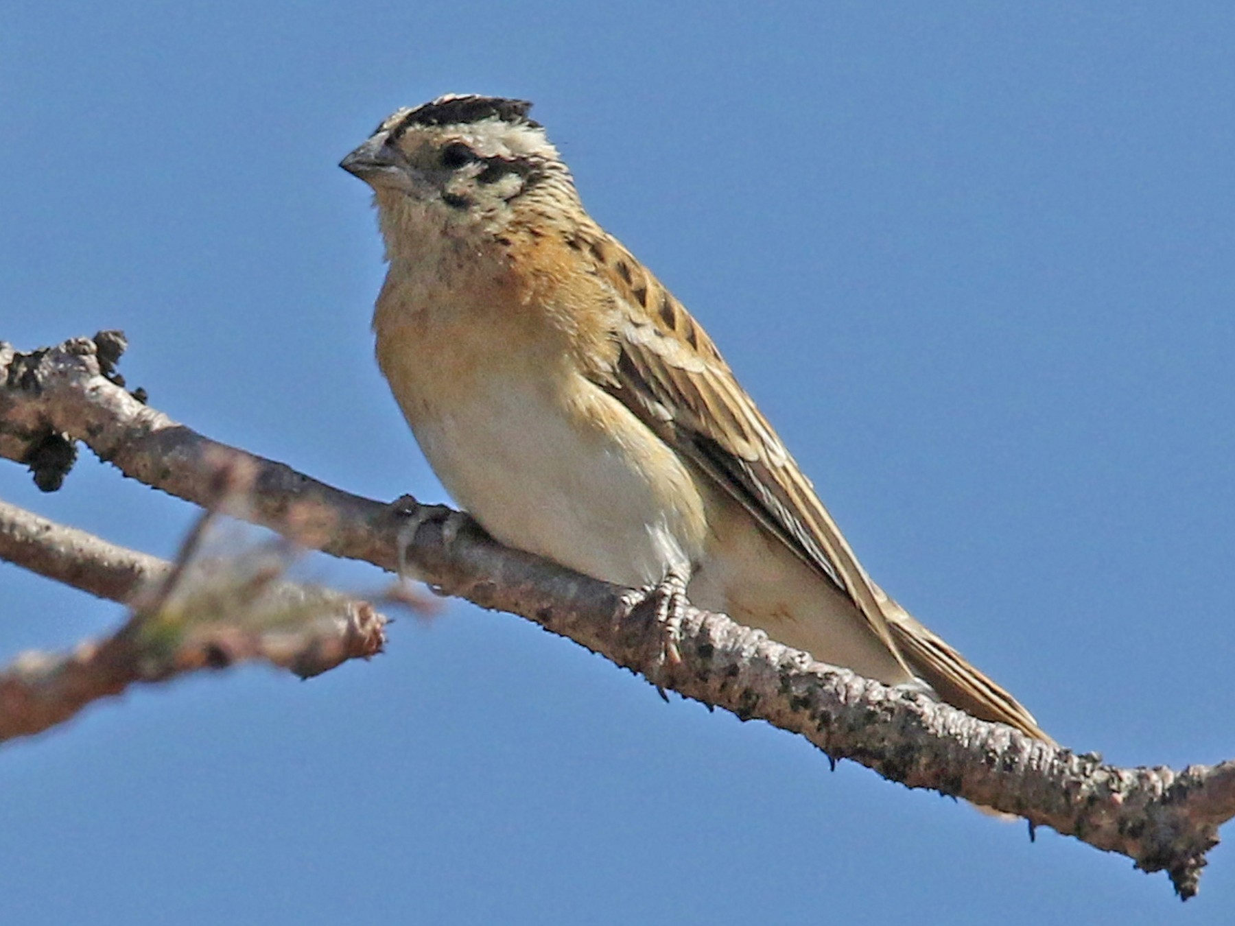 Eastern Paradise-Whydah - eBird