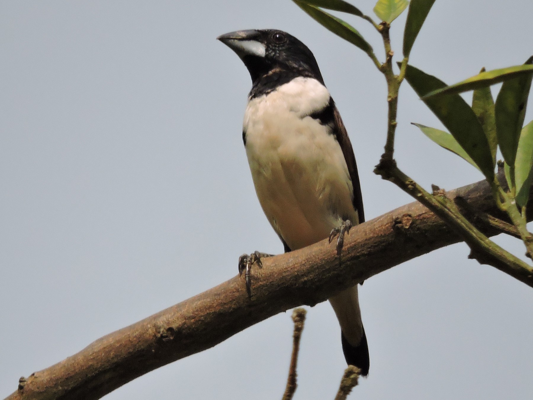 Magpie Mannikin - eBird