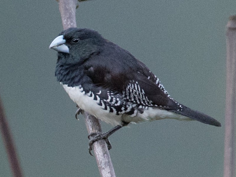 Black-and-white Mannikin - eBird