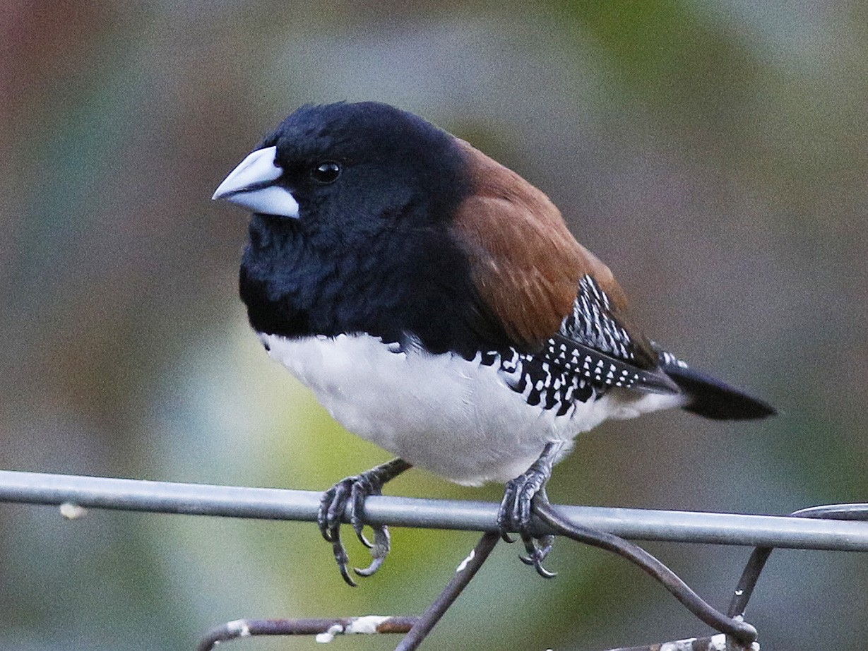 Black-and-white Mannikin - eBird