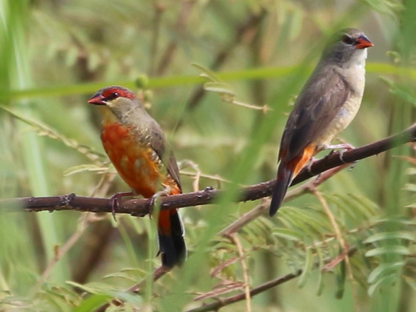 guldbröstad tigerfink - eBird