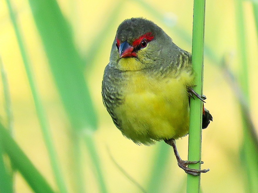 Zebra Waxbill - eBird
