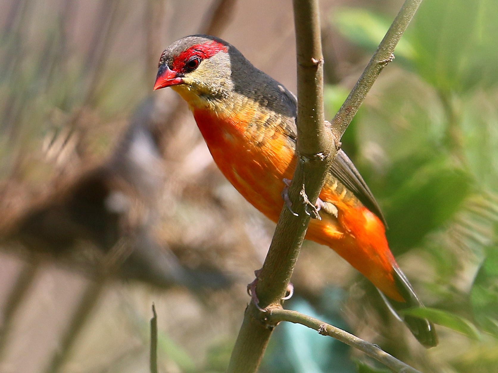 Zebra Waxbill - eBird