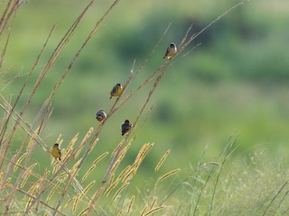 Zebra Waxbill - eBird