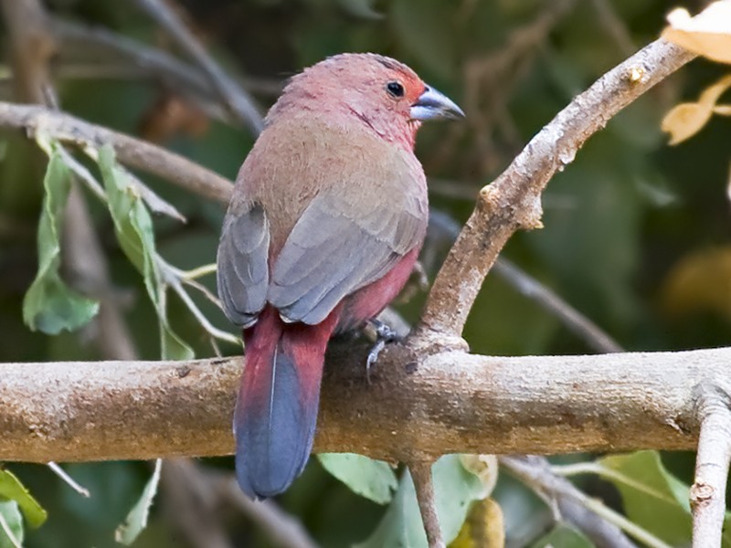 Jameson's Firefinch - eBird