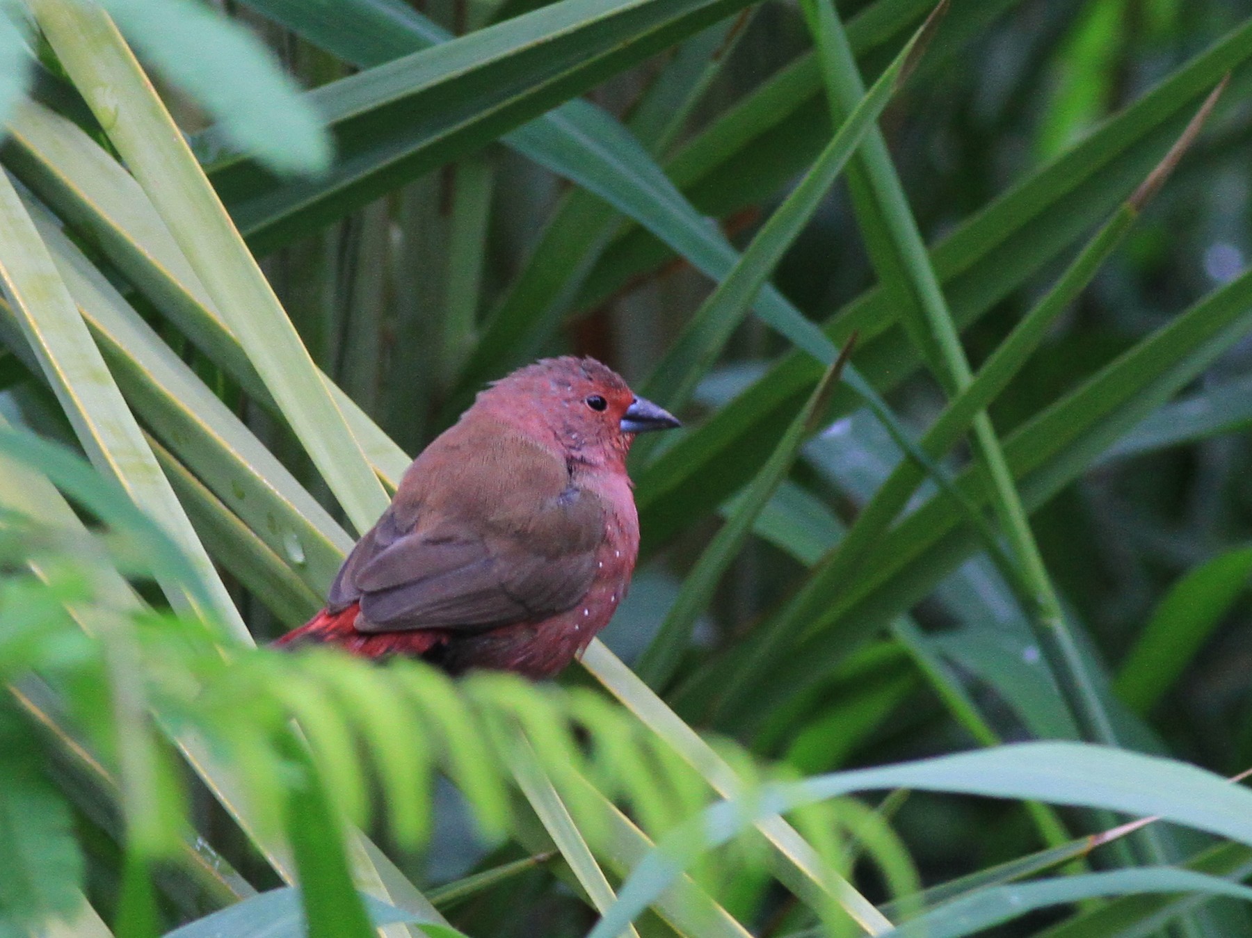 Jameson's Firefinch - eBird