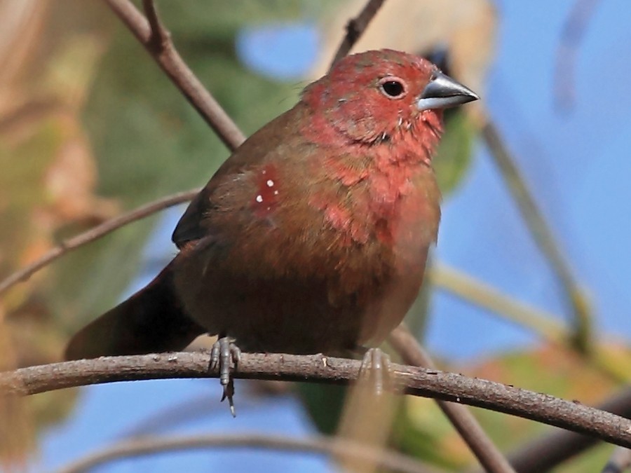 Jameson's Firefinch - eBird