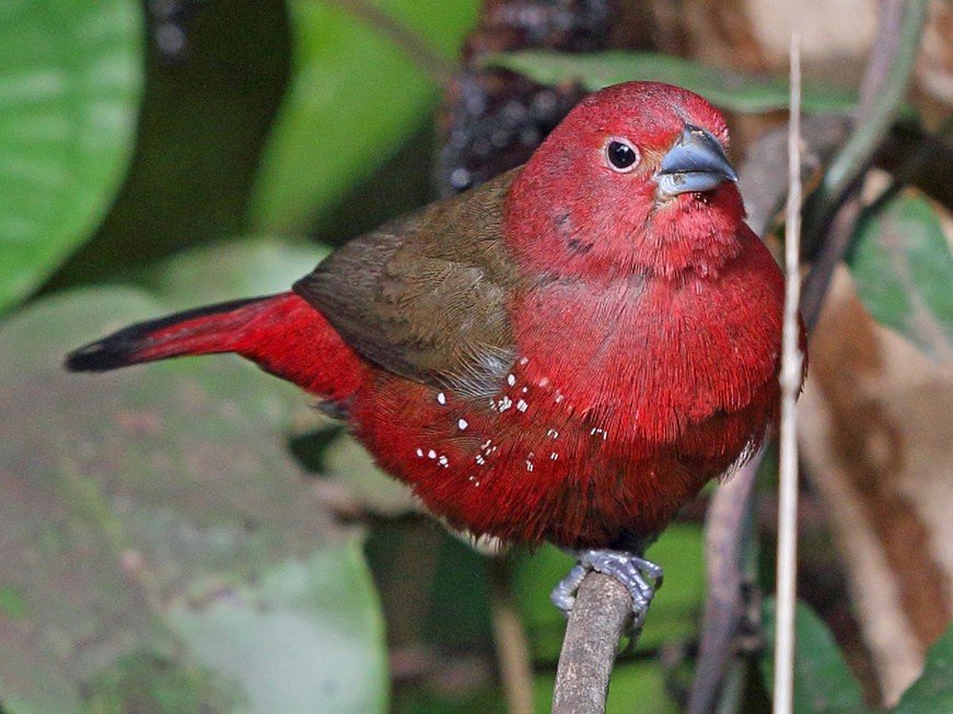 African Firefinch - eBird