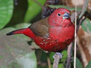 African Firefinch - North Carolina Bird Atlas