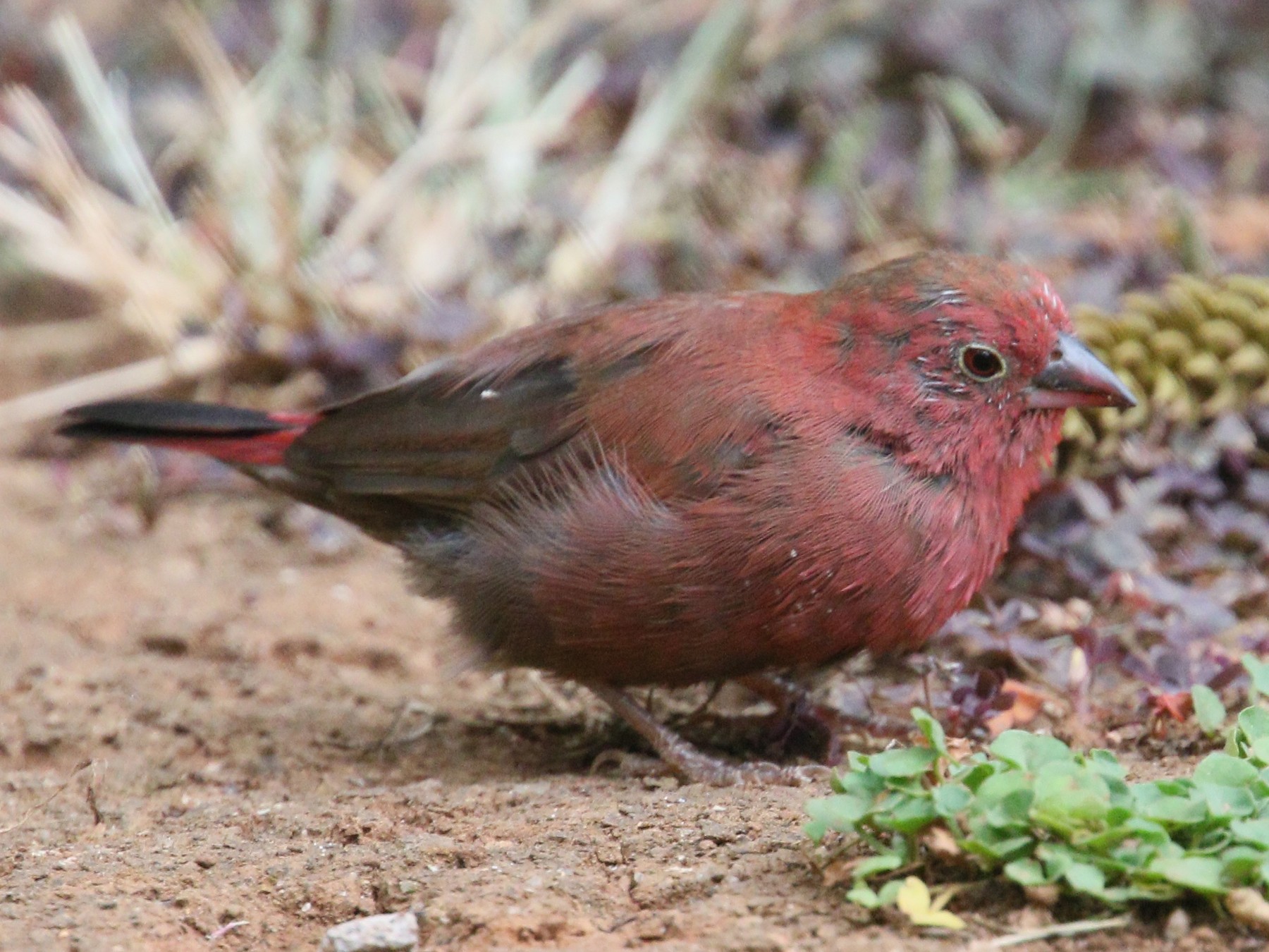 African Firefinch - eBird