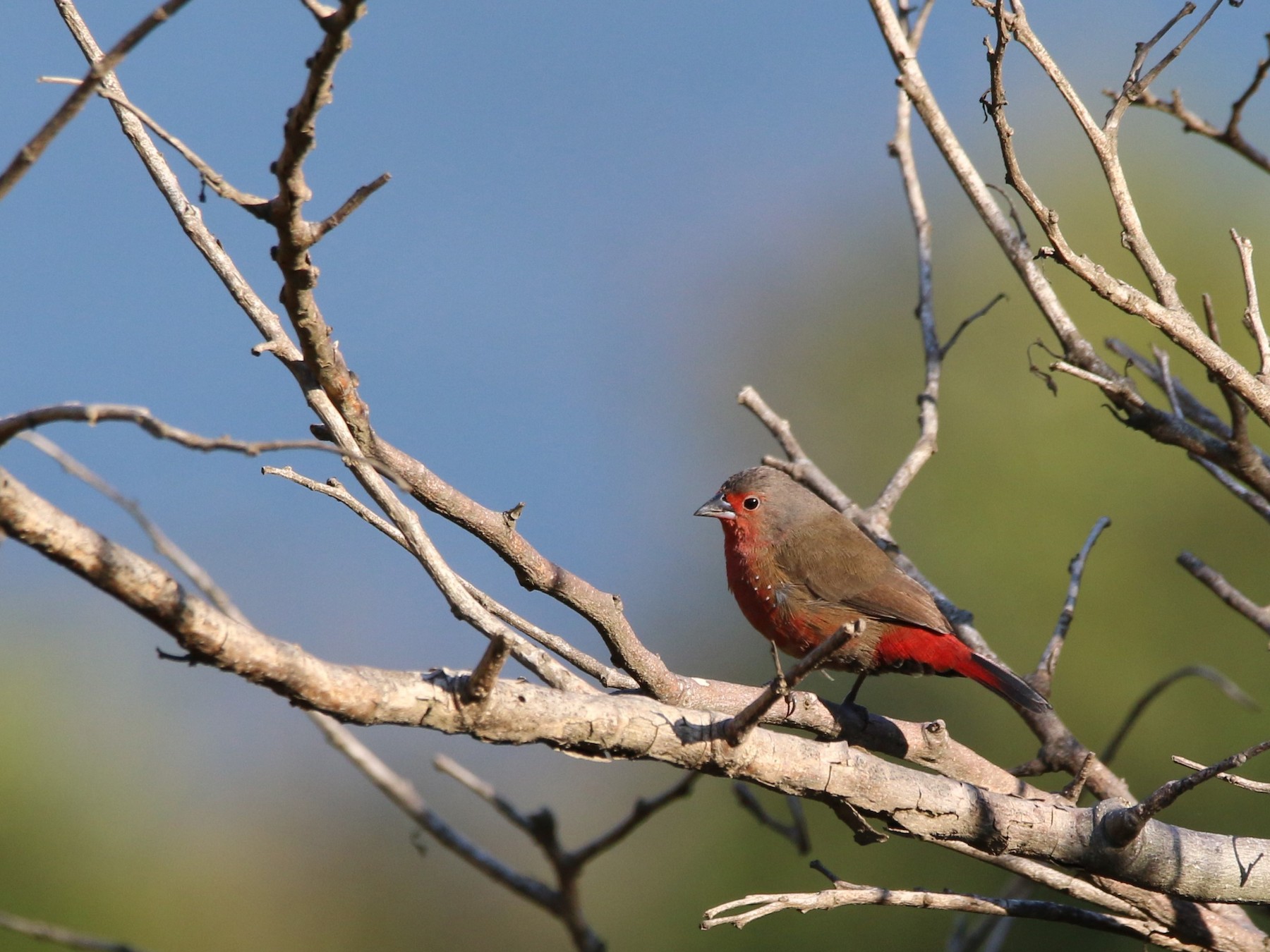 African Firefinch - eBird